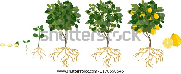 Life Cycle Lemon Tree Stages Growth: immagine vettoriale stock (royalty ...