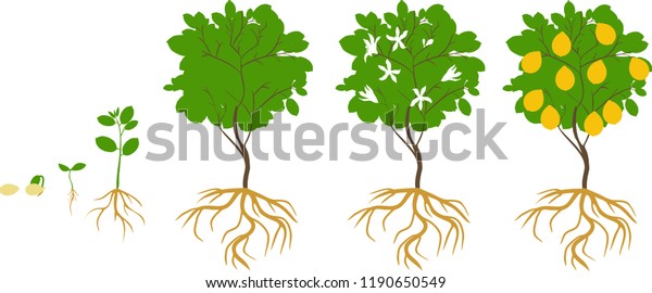 Life Cycle Lemon Tree Stages Growth Stock Vector (Royalty Free ...