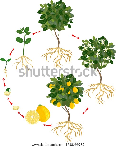 Life Cycle Lemon Tree Stages Growth Stock Vector (Royalty Free ...