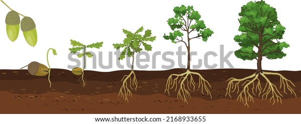 Life Cycle Oak Tree Growth Stages: стоковая векторная графика (без ...