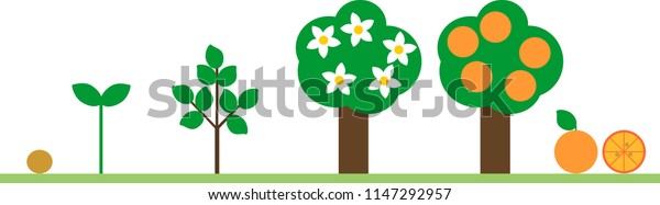 Life Cycle Orange Tree Plant Growth Stock Vector (Royalty Free ...