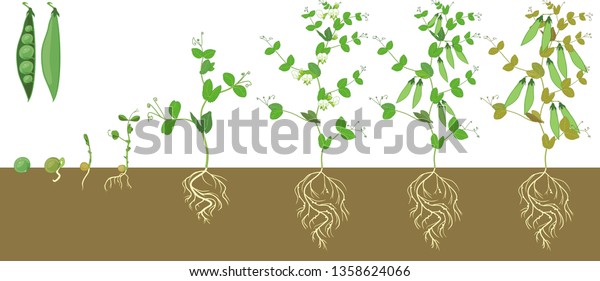 Life Cycle Pea Plant Root System Stock Vector (Royalty Free) 1358624066