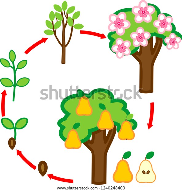 Life Cycle Pear Tree Plant Growth Stock Vector (Royalty Free ...