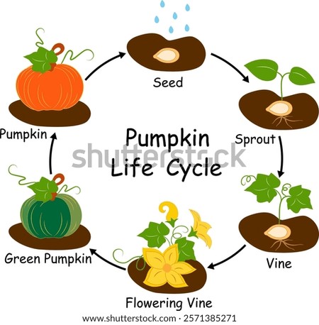 Pumpkin Life Cycle Clipart | Free download on ClipArtMag