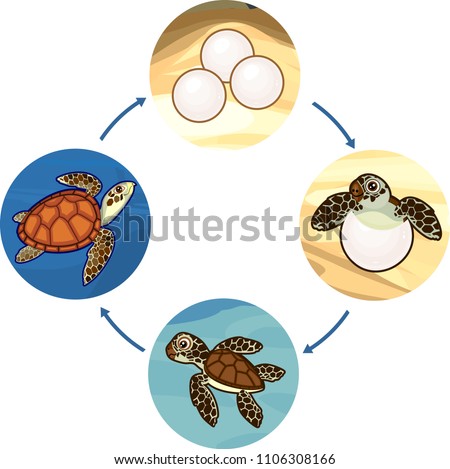 Life Cycle Sea Turtle Sequence Stages Stock Vector (Royalty Free ...