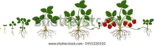 Life Cycle Strawberry Isolated On White Stock Vector (Royalty Free ...