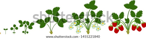 Life Cycle Strawberry Isolated On White Stock Vector (Royalty Free ...