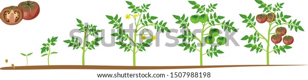 Life Cycle Tomato Plant Growth Stages Stock Vector (Royalty Free ...