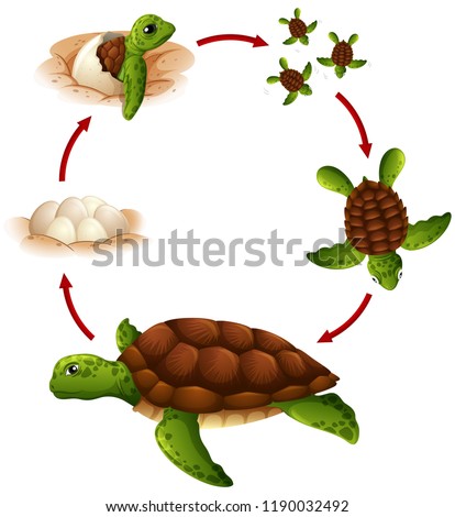 Life Cycle Drawing | Free download on ClipArtMag