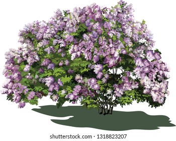 Lilac Bush Vector Image Creating Illustrations Stock Vector (Royalty ...