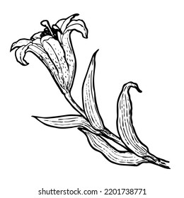 Lilly Vector Illustration Isolated On White Stock Vector (Royalty Free ...