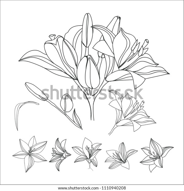 Lily Contour Drawing White Background Black Stock Vector (Royalty Free ...