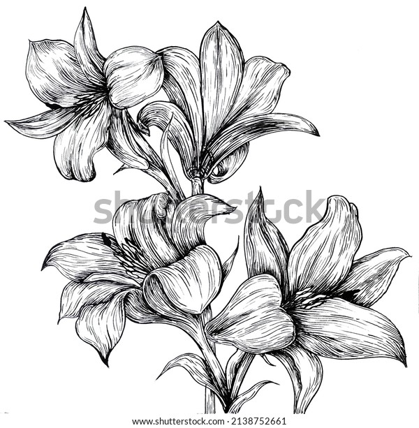 Lily Flower Drawing Ink Stock Vector (Royalty Free) 2138752661 ...