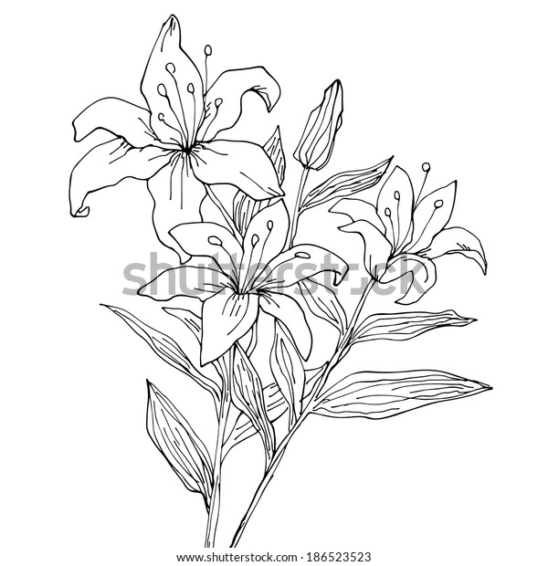 Стоковая векторная графика «Lily Flowers Isolated Hand Drawing ...