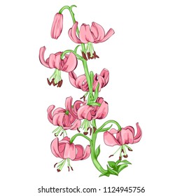 Vector Drawing Bell Flowers Isolated Floral Stock Vector (Royalty Free ...