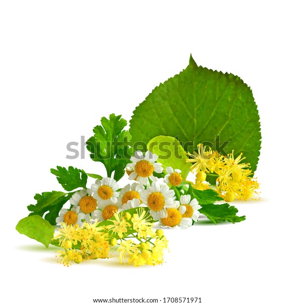 Linden Flowers Daisy Flowers Low Poly Stock Vector (Royalty Free ...