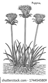 Pandanus Candelabrum Vintage Engraving Old Engraved Stock Vector ...