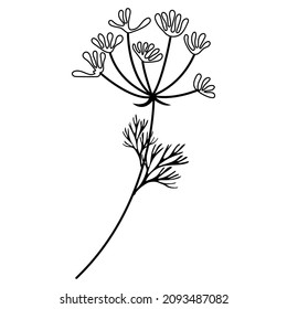 Line Art Illustration Isolated Vector Dill Stock Vector (Royalty Free ...