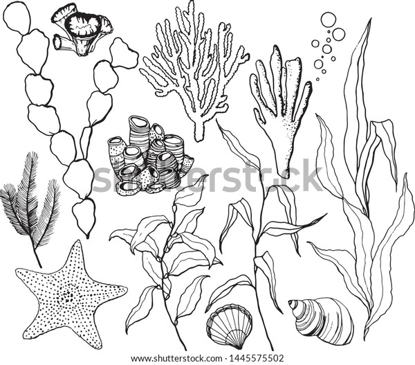 Line Art Vector Underwater Set Starfish Stock Vector (Royalty Free ...