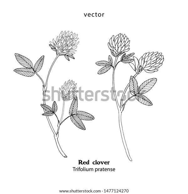 Line Drawing Red Clover Trifolium Pratenseengraving Stock Vector ...