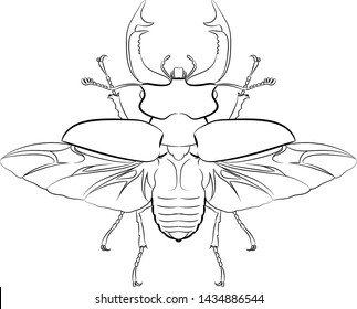 Line Drawing Stag Beetle Lucanus Cervus: เวกเตอร์สต็อก (ปลอดค่า ...