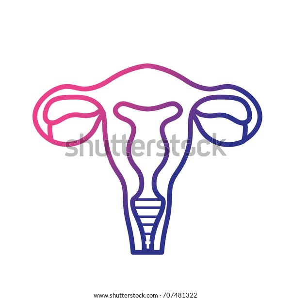 Line Fallopian Tubes Uterus Human Anatomy Stock Vector (Royalty Free ...