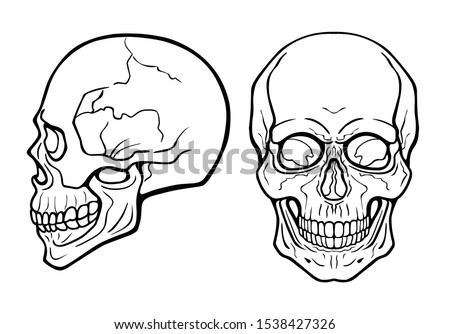 Human Skull Line Drawing | Free download on ClipArtMag