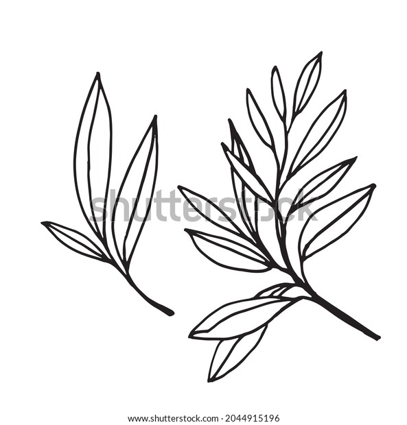 Linear Drawing Branch Leaves Outline Handdrawn Stock Vector (Royalty ...