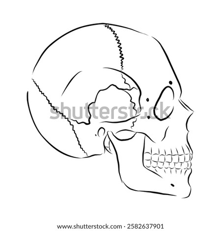 Skull Profile Drawing | Free download on ClipArtMag