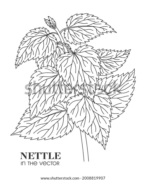 Linear Drawing Nettles On White Background Stock Vector (Royalty Free ...