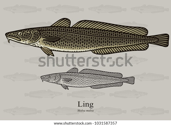 Ling Vector Illustration Refined Details Optimized 스톡 벡터(로열티 프리 ...