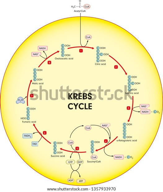 The link reaction and the krebs cycle