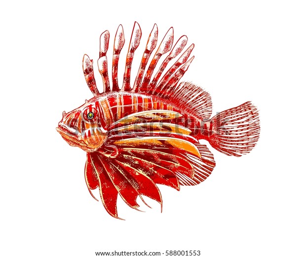 Lionfish Colored Vector Illustration Beautiful Fish Stock Vector ...
