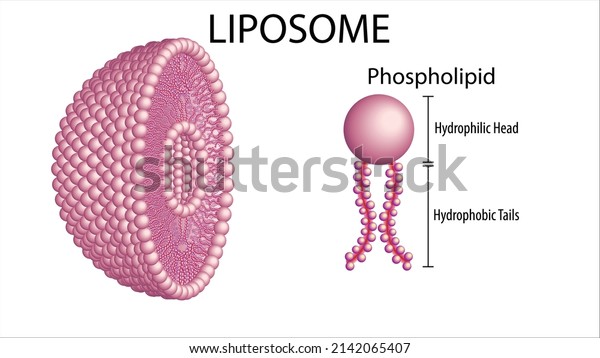 Liposome Structure Phospholipid Membrane Cells Stock Vector (Royalty ...