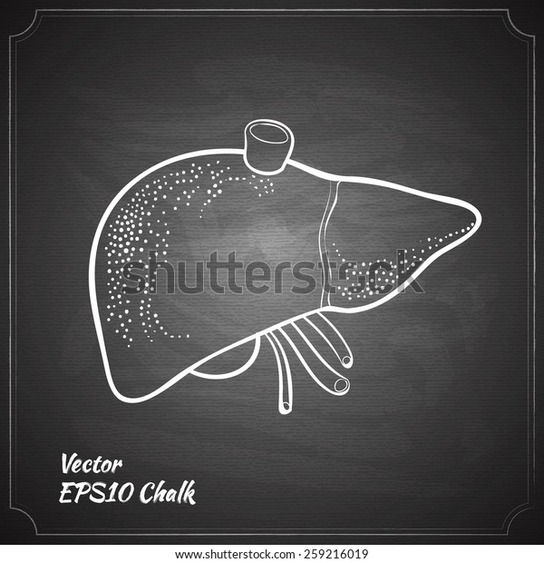 Liver Anatomy On Chalkboard Chalk Painted Stock Vector (Royalty Free ...