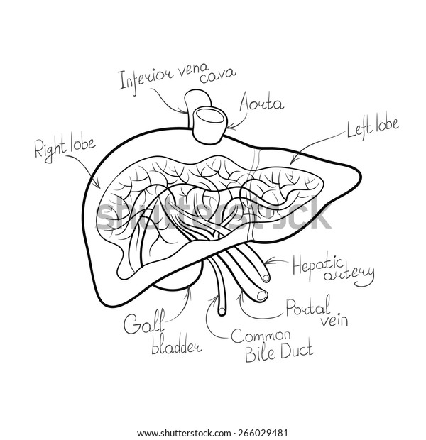 Liver Anatomy Outline Vector Illustration: เวกเตอร์สต็อก (ปลอดค่า ...