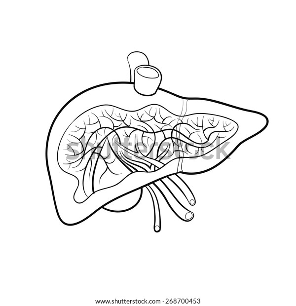 Liver Anatomy Outline Vector Illustration Stock Vector (Royalty Free ...