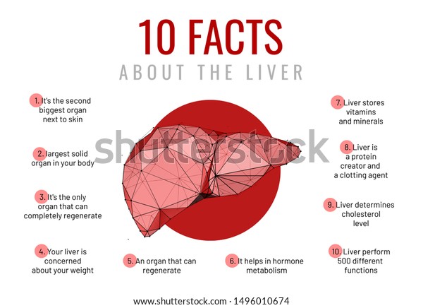 Liver Facts Low Poly Wireframe Banner Stock Vector (Royalty Free ...
