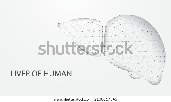 Liver Human Anatomy Structure Line Connection Stock Vector (Royalty ...