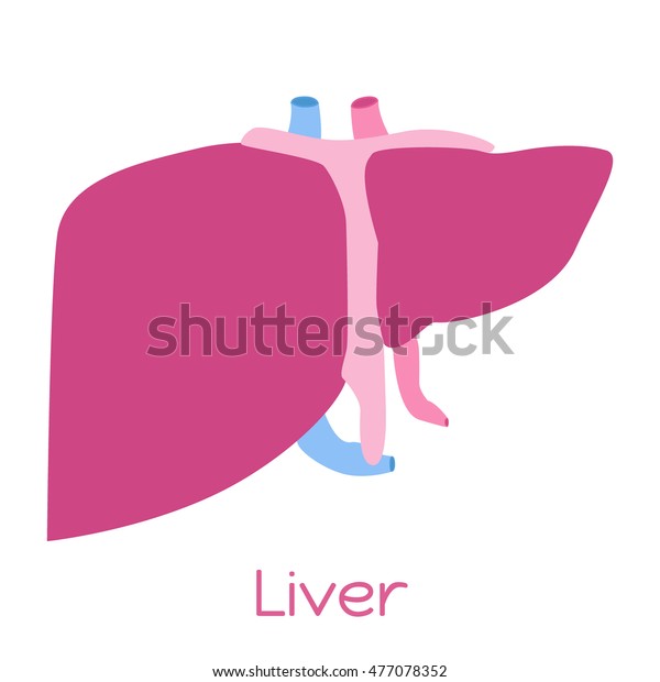 Liver Illustration Flat Style Viscera Icon Stock Vector (Royalty Free ...