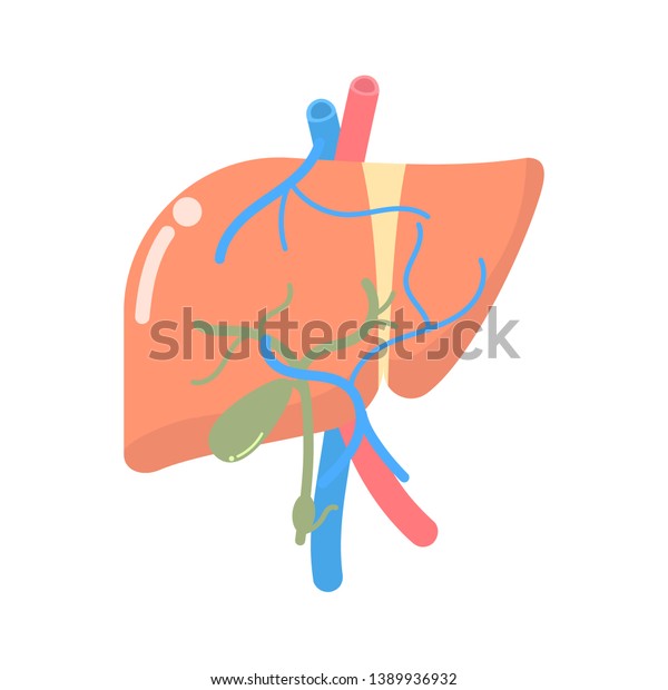 Liver Internal Organs Anatomy Body Part 库存矢量图（免版税）1389936932 | Shutterstock