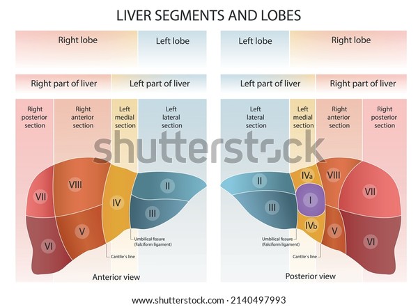 Liver Segments Lobes Vector Illustration Liver: เวกเตอร์สต็อก (ปลอดค่า ...