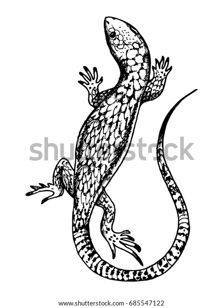 Lizard Engraving Vector Illustration Scratch Board Stock Vector ...