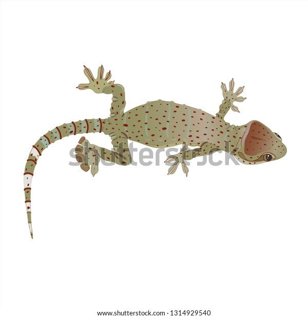 Lizard Gecko Top View Sketch Coloured Stock Vector (Royalty Free ...