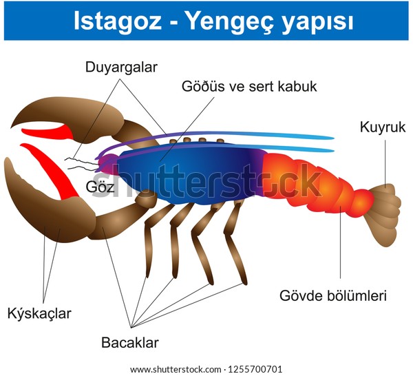 Lobster Crab Structure Biology Course Helper Stock Vector (Royalty Free ...