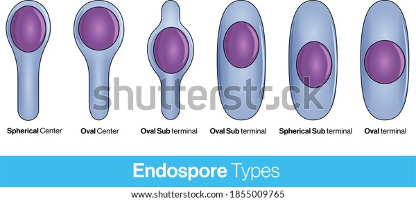 Location Bacterial Spores Types Endospore Endospore: Vector có sẵn ...