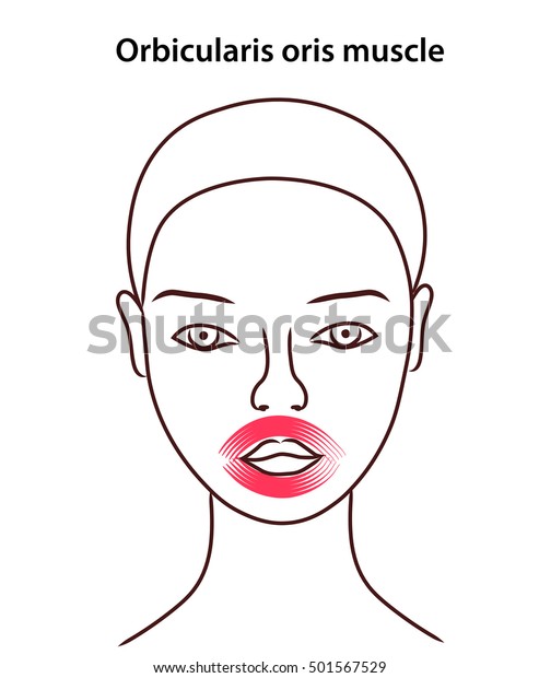 Location Orbicularis Oris Muscle On Face Stock Vector (Royalty Free ...