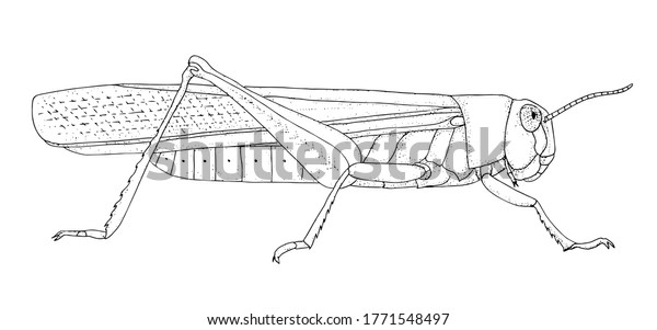 Locust Hand Drawing Black Realistic Outline: vetor stock (livre de ...
