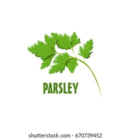 Logo Parsley Vector Farm Design: vector de stock (libre de regalías ...