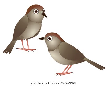 Long Billed Tailor Bird Cartoon Vector Stock Vector (Royalty Free ...